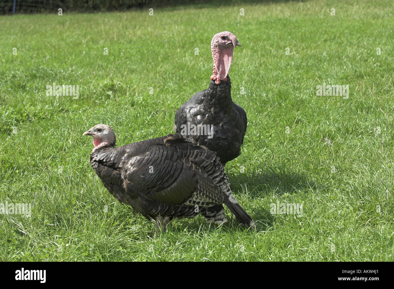 Bronze Turkey Male Vs Female at Tanya Serna blog