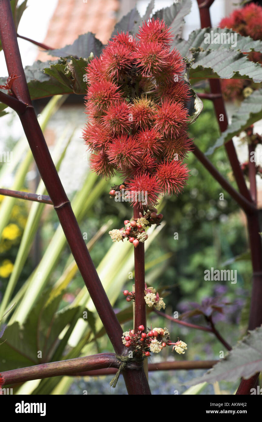 Castor oil plant ricinus communis showing male and female flowers male ...