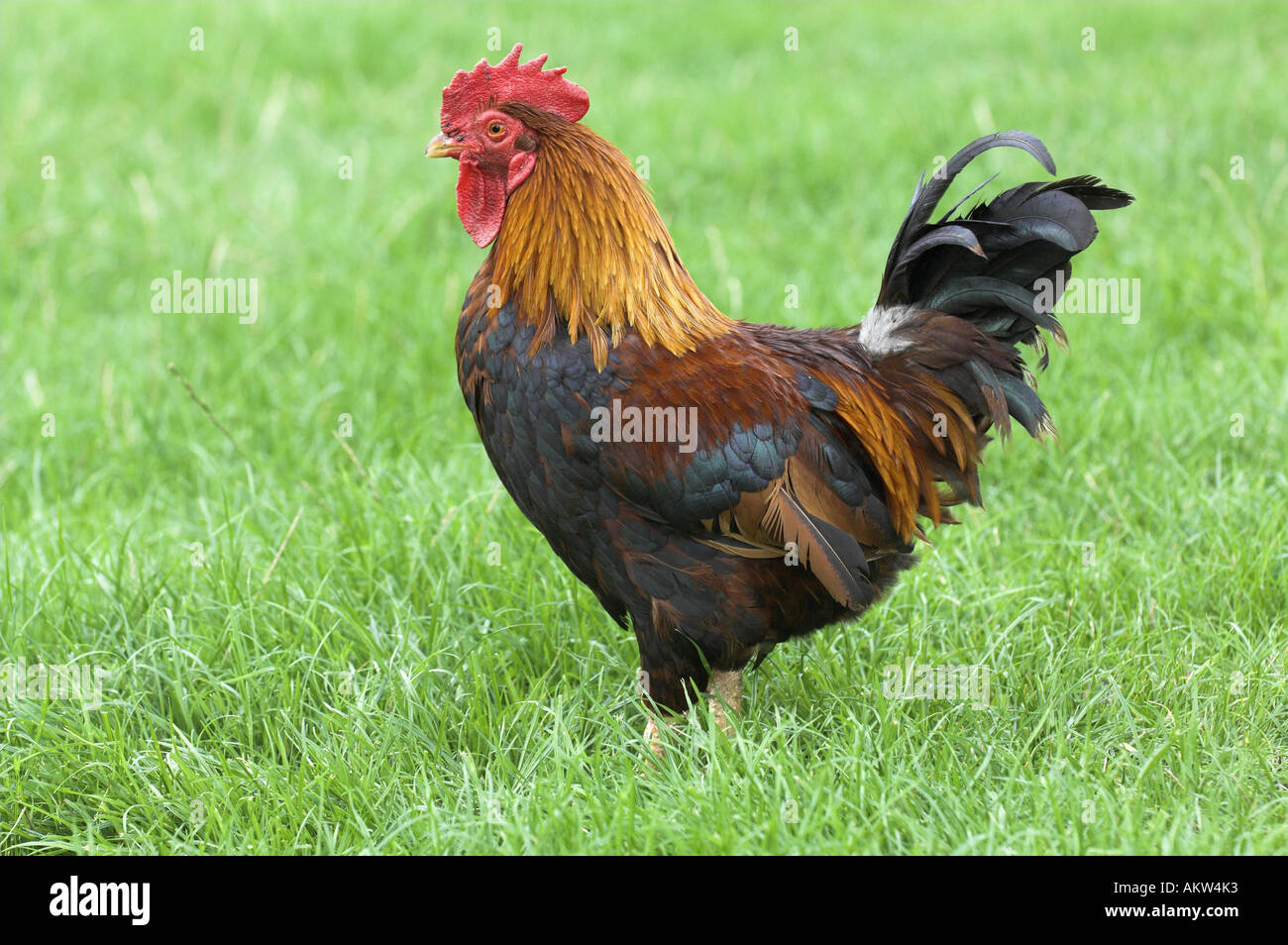Farmyard chicken cockerel Stock Photo - Alamy