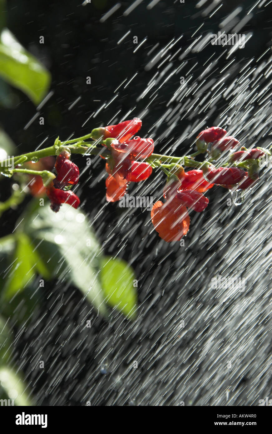 Sprayed flowers hi-res stock photography and images - Alamy