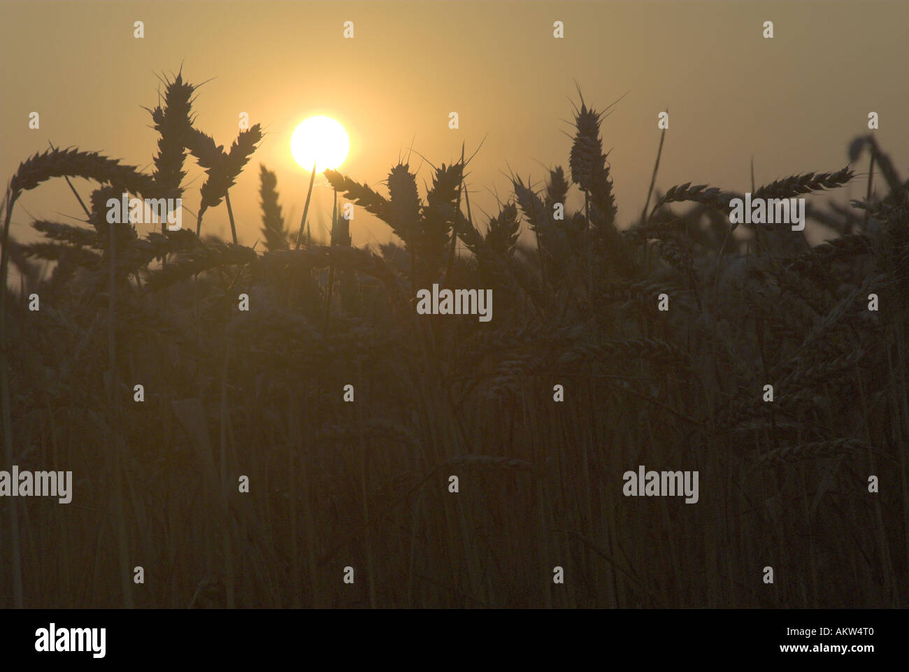 Wheat field in the late evening sun Stock Photo - Alamy