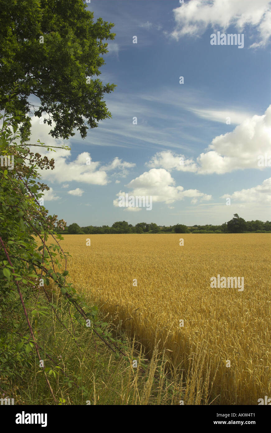 Edge of a cornfield hi-res stock photography and images - Alamy
