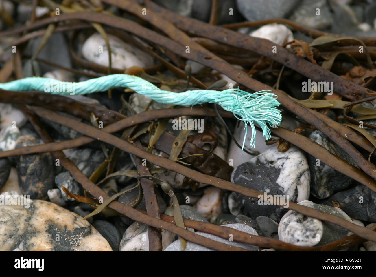 green nylon rope on beach with seaweed Stock Photo - Alamy