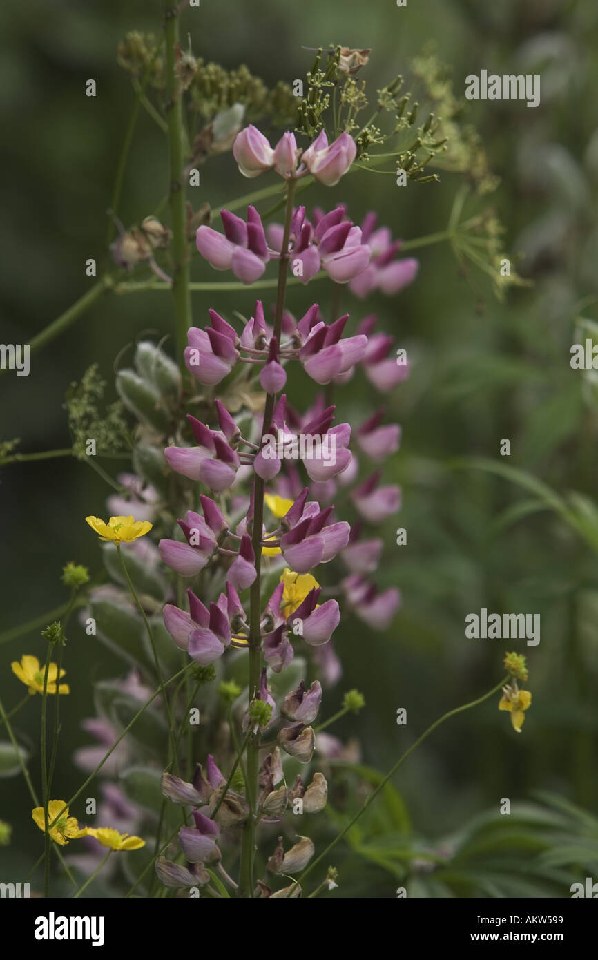 Incipient flower hi-res stock photography and images - Alamy