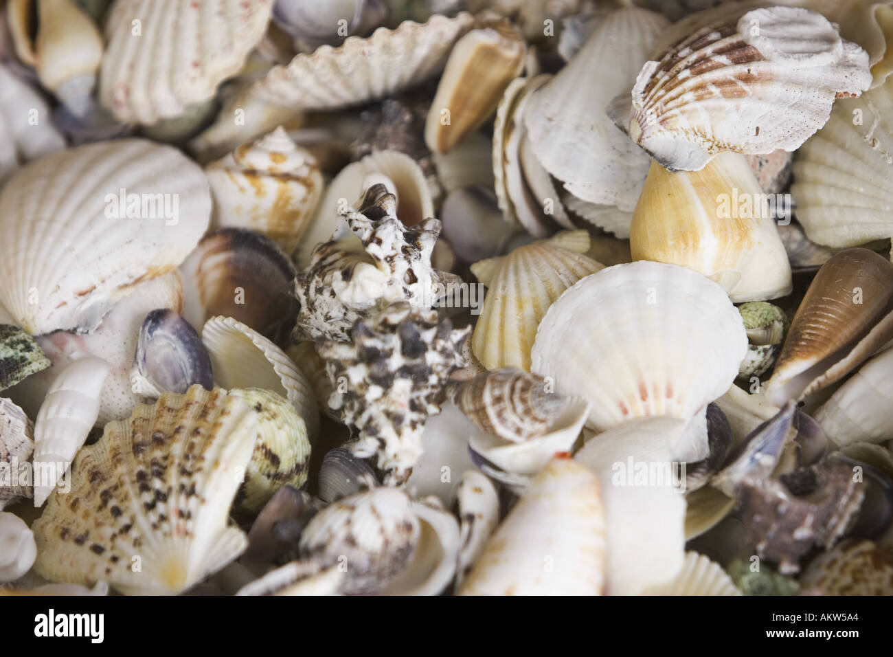 Univalves hi-res stock photography and images - Alamy