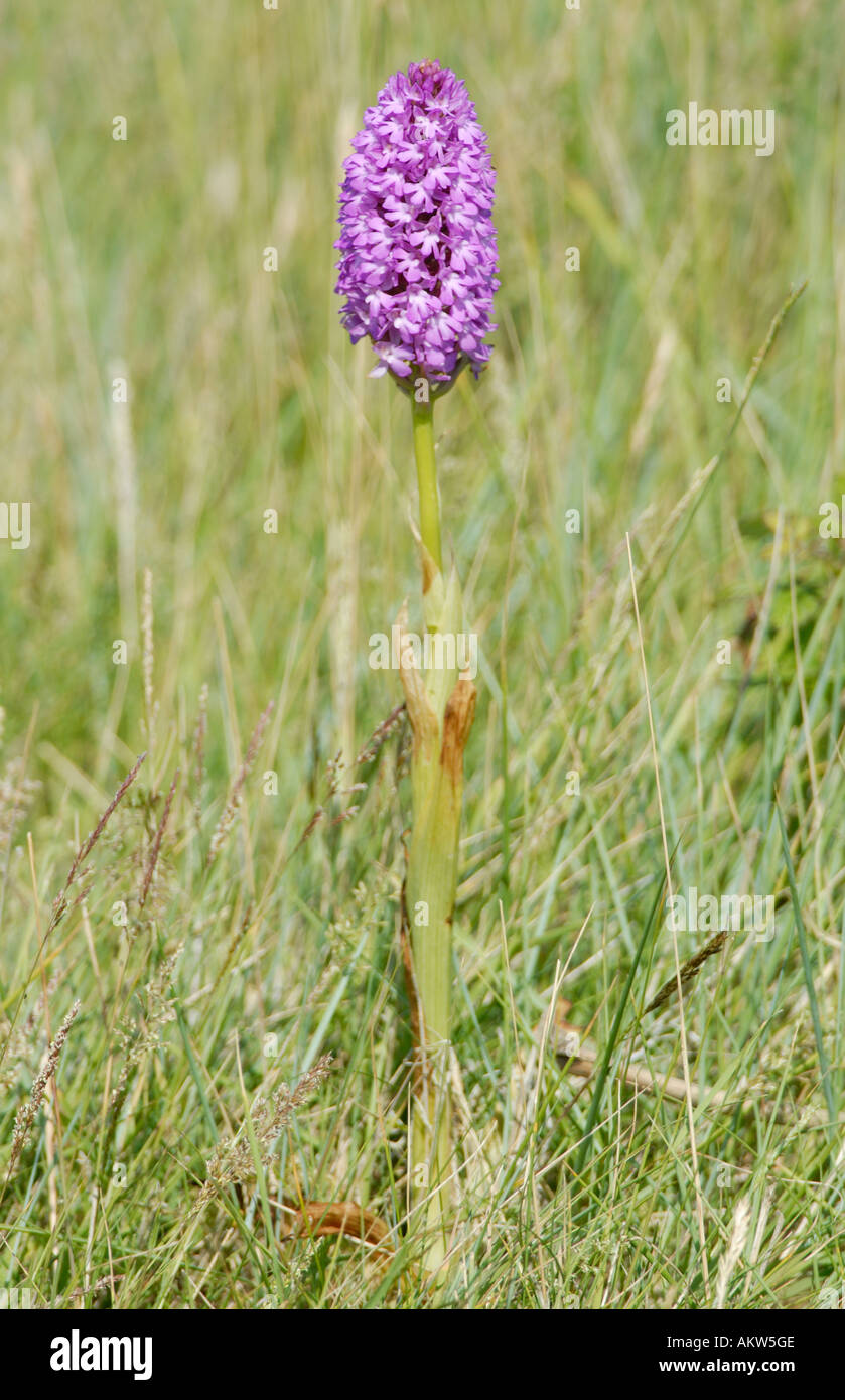 Pyramidalis hi-res stock photography and images - Alamy