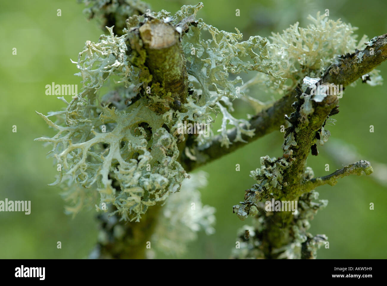 A branched lichen Evernia species growing on a tree branch Harrisons ...