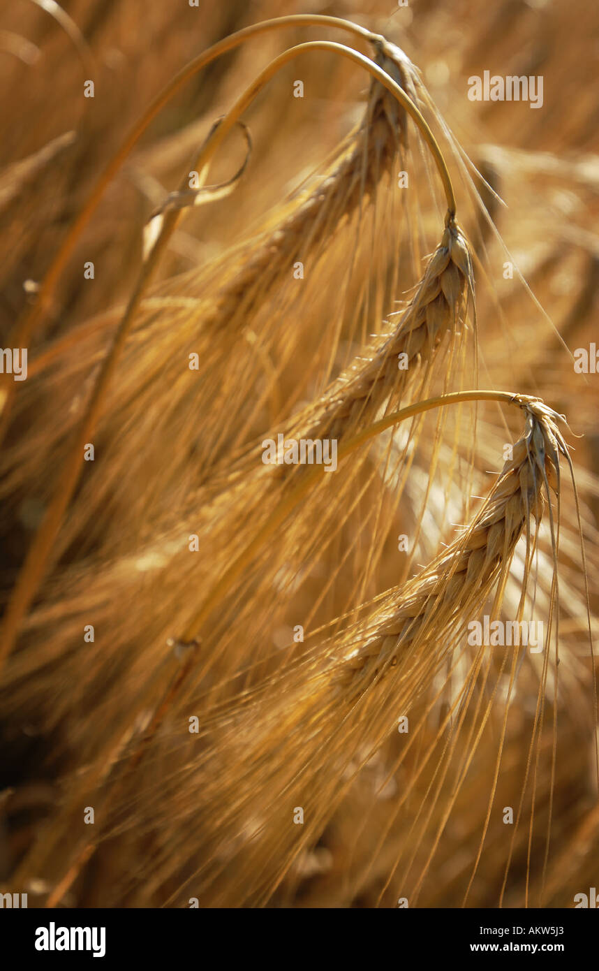 Wheat plant heads in a field of wheat Stock Photo - Alamy
