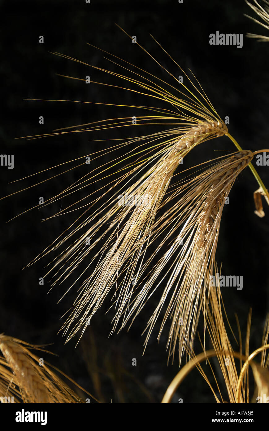 Wheat Head against a black background Stock Photo - Alamy