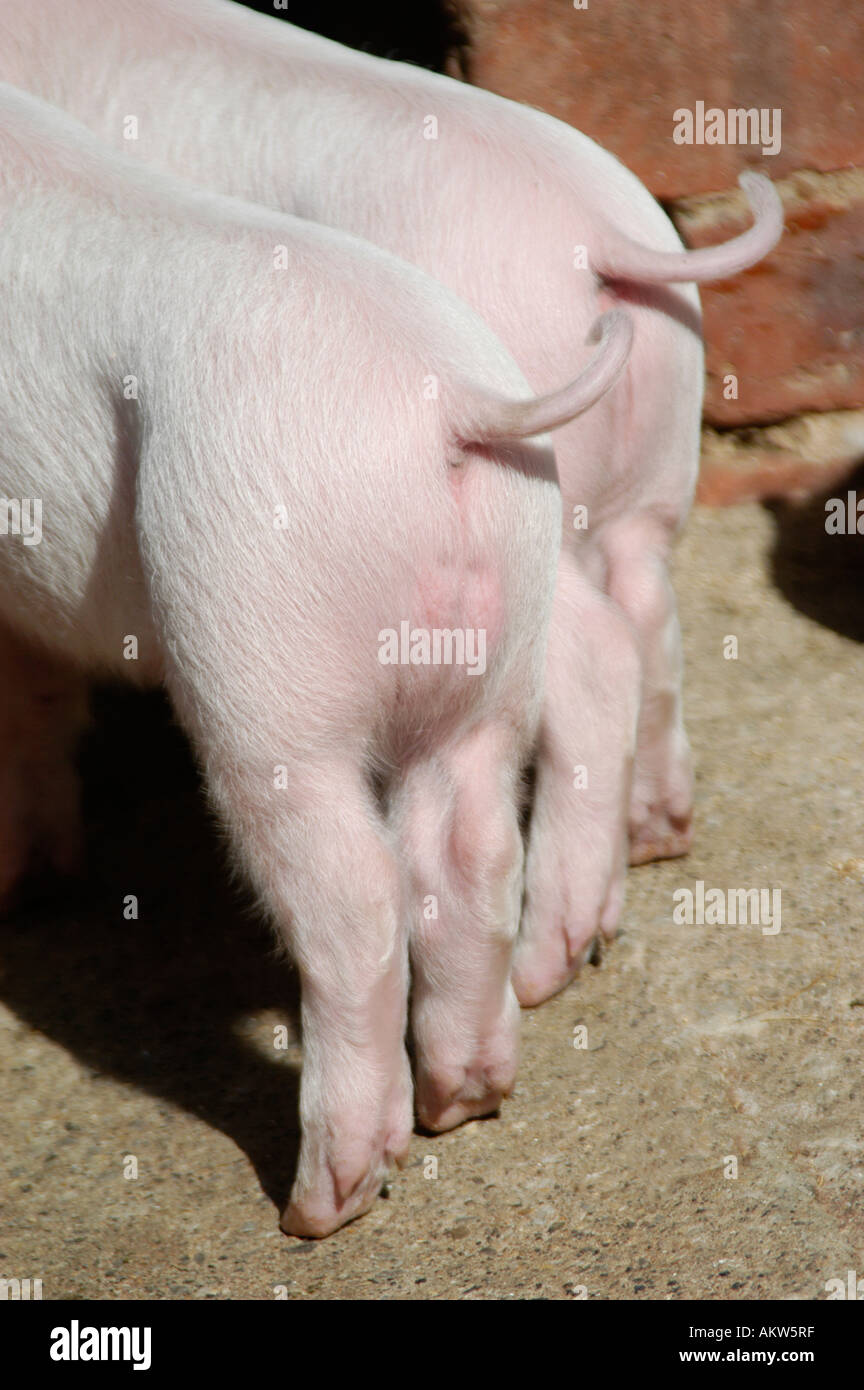 Curly pigs tail hi-res stock photography and images - Alamy