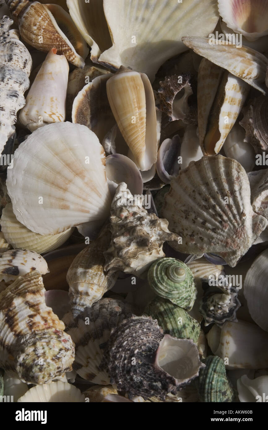 Univalves hi-res stock photography and images - Alamy