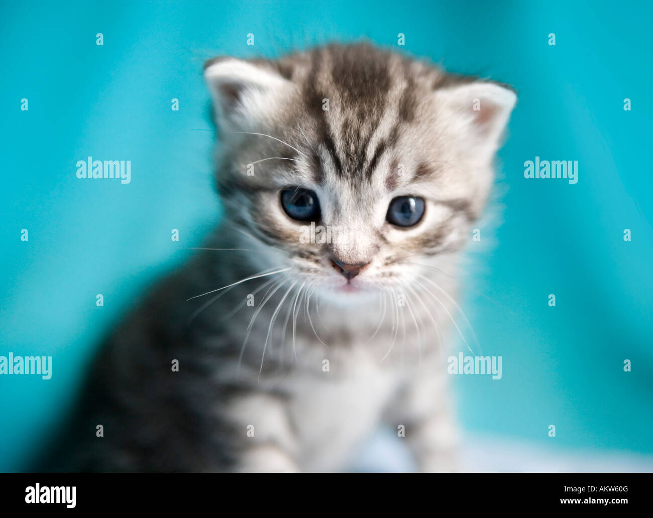 Kitten hi-res stock photography and images - Alamy