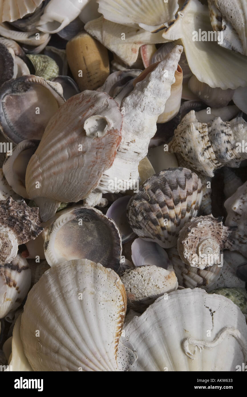 Univalves hi-res stock photography and images - Alamy