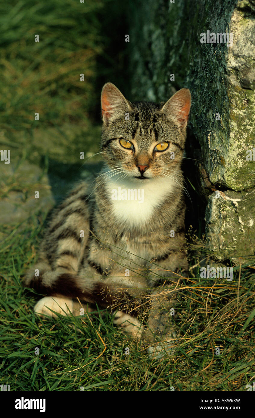 Inbred hi-res stock photography and images - Alamy