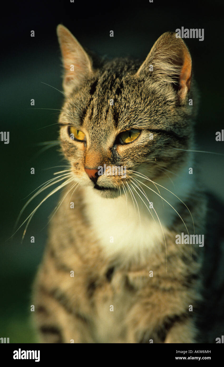 Inbred hi-res stock photography and images - Alamy