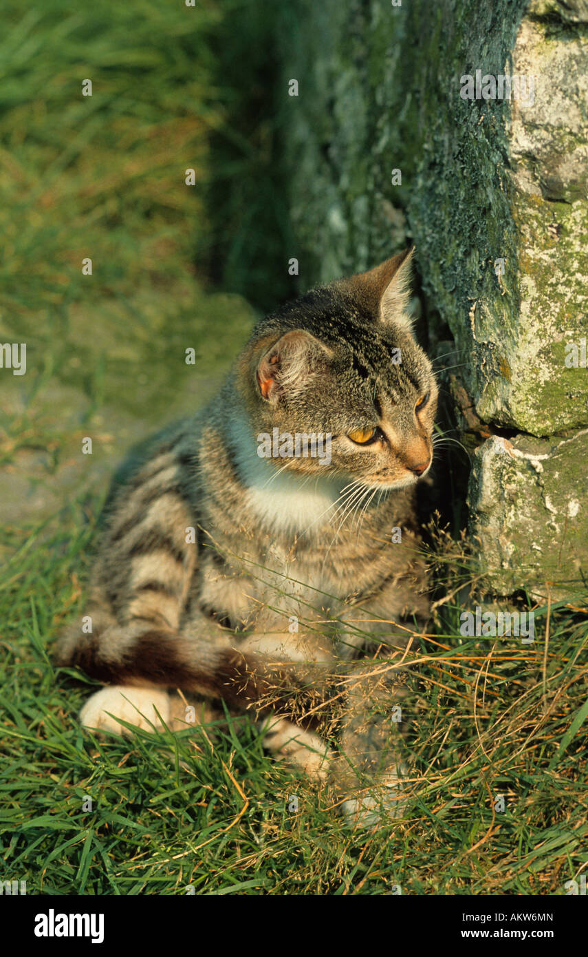 Inbred hi-res stock photography and images - Alamy