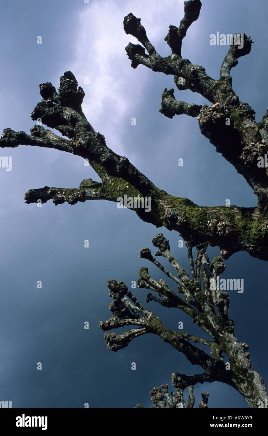 Pollarded lime tilleul linden tree hi-res stock photography and images ...