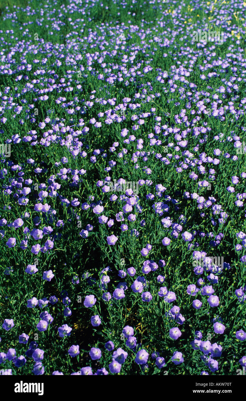 Growing flax plant hi-res stock photography and images - Alamy