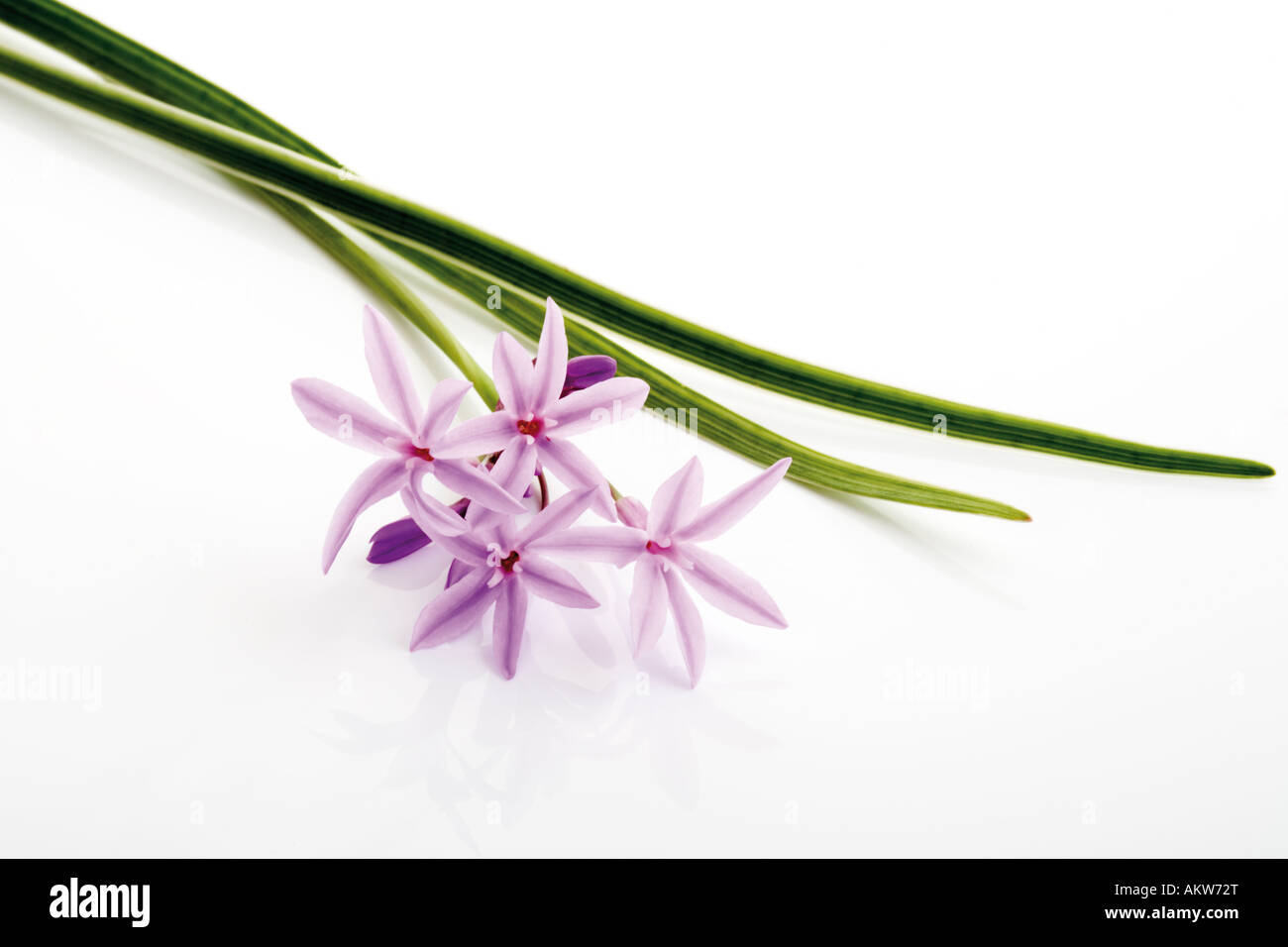 Blossoms of Knobi-Kraut, close-up Stock Photo - Alamy