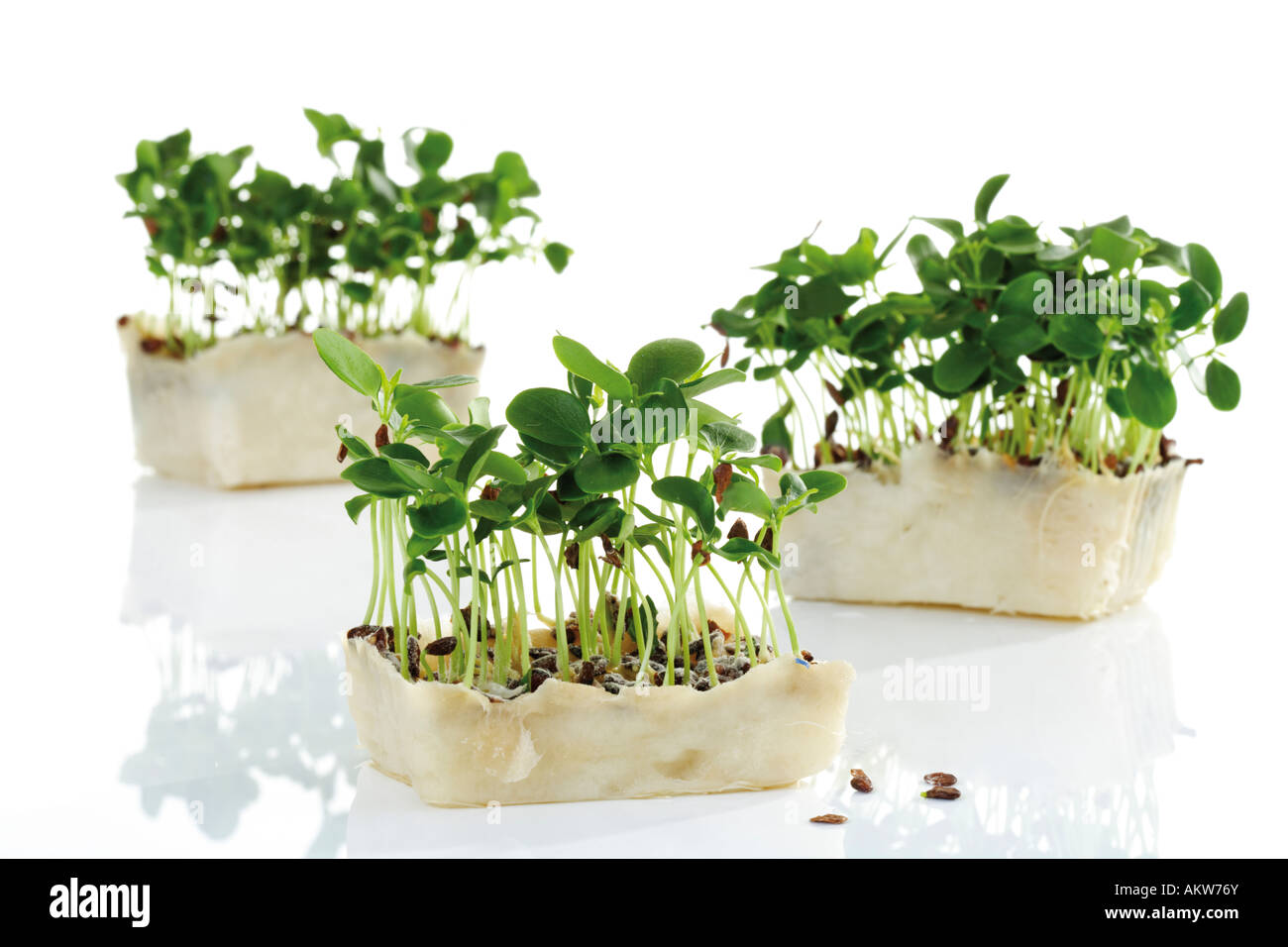 Tahoon Cress in pots, close-up Stock Photo - Alamy