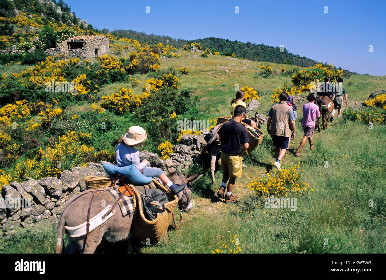 France, Gard, Cevennes mountains range, donkey ride, Col de la Pierre ...