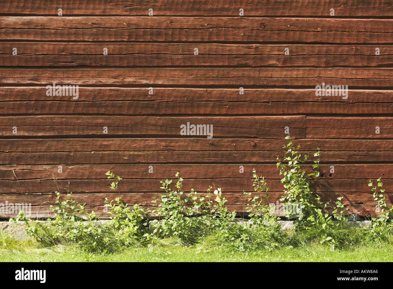 Rap plants hi-res stock photography and images - Alamy