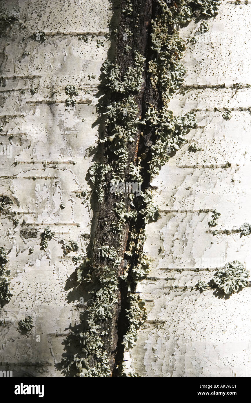 Corrugated bark hi-res stock photography and images - Alamy