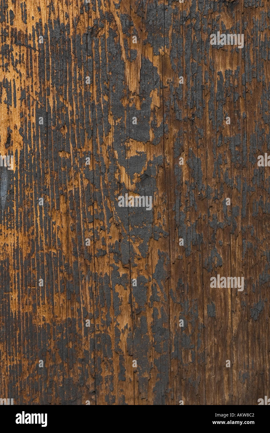 Corrugated bark hi-res stock photography and images - Alamy