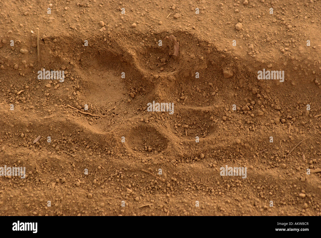 pug mark of a lion Stock Photo - Alamy