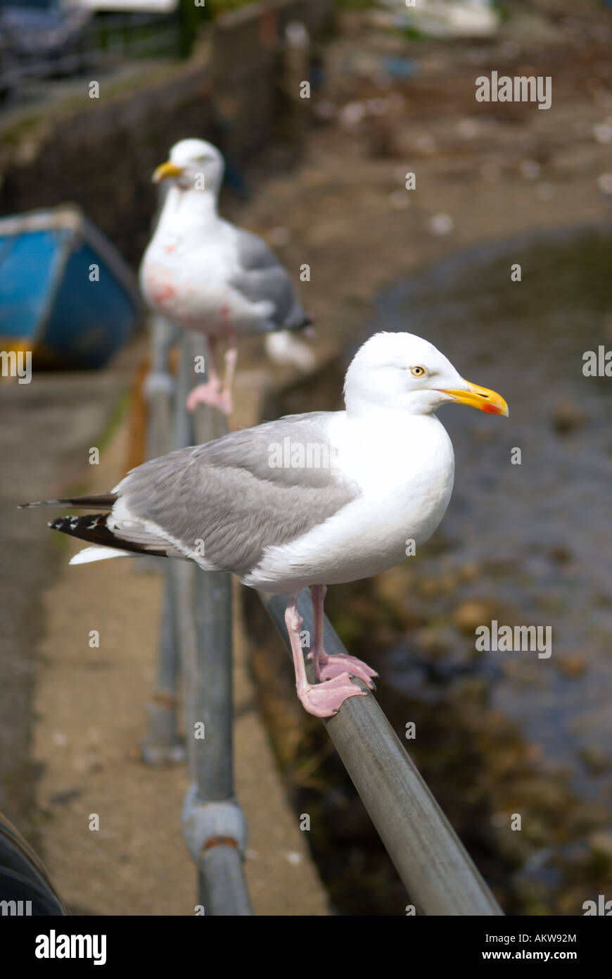 Seagulls Common Herring Gull Argentatus Perched In A Line On A Railing ...