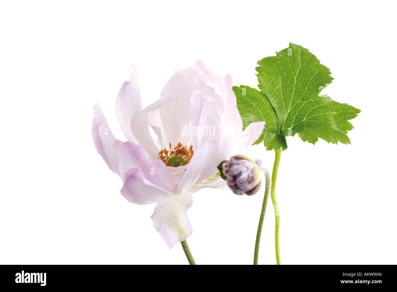 Blossoms and leaf of fall anemone (Anemone japonica), close-up Stock ...