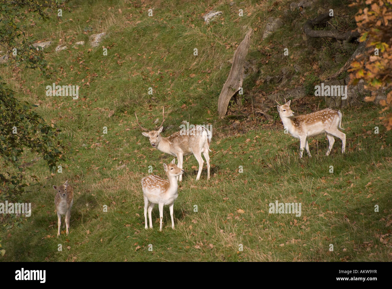 four fallow deer feeding on grass bank Stock Photo - Alamy