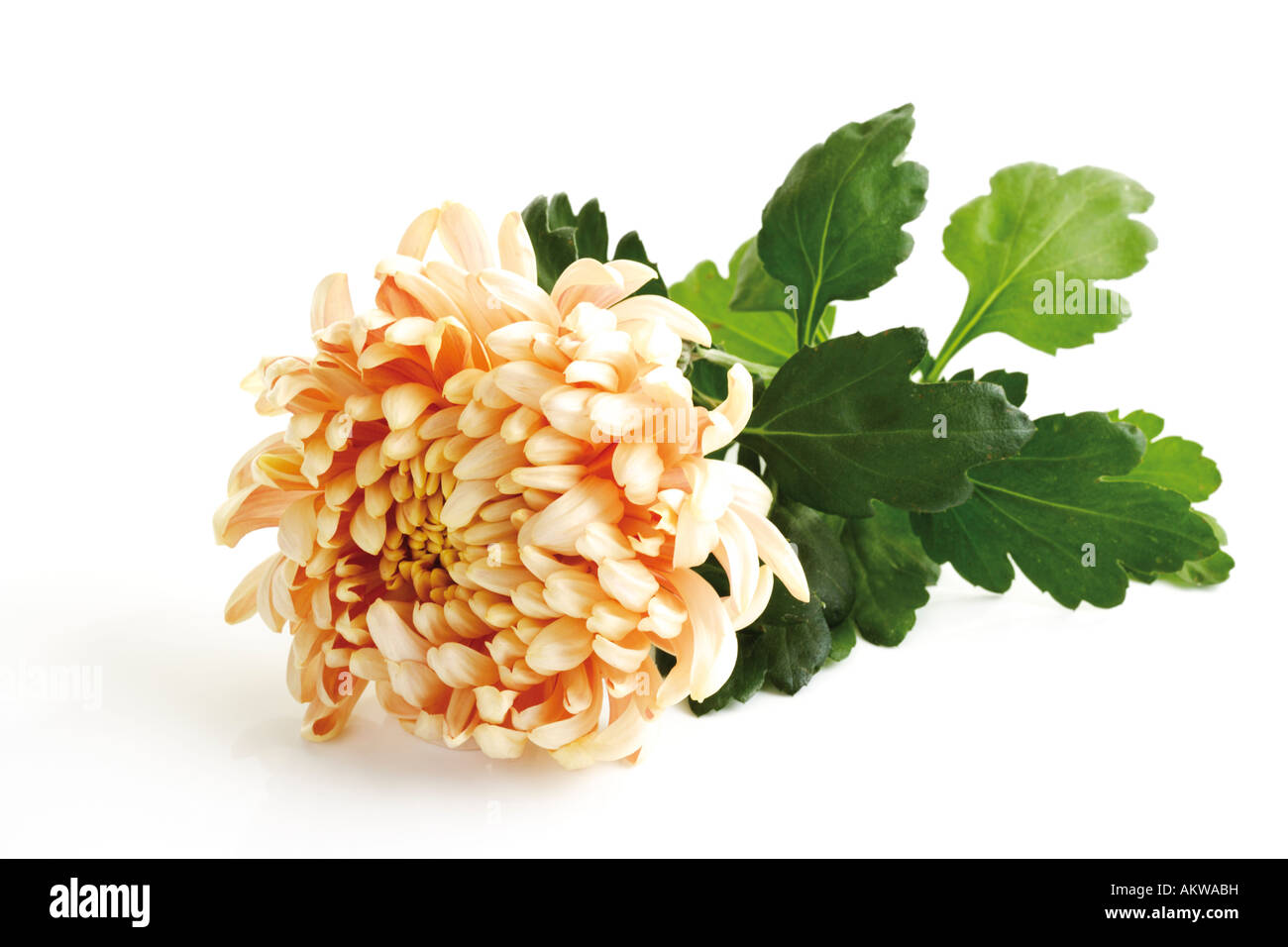 Chrysanthemum (Chrysanthemum indicum), close-up Stock Photo - Alamy