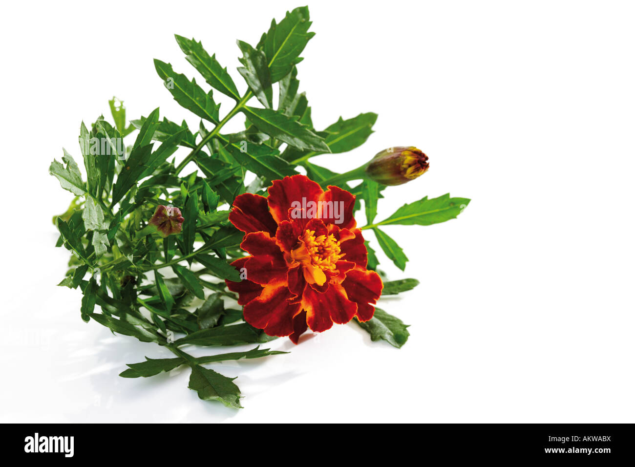 Marigold (Tagetes), close-up Stock Photo - Alamy