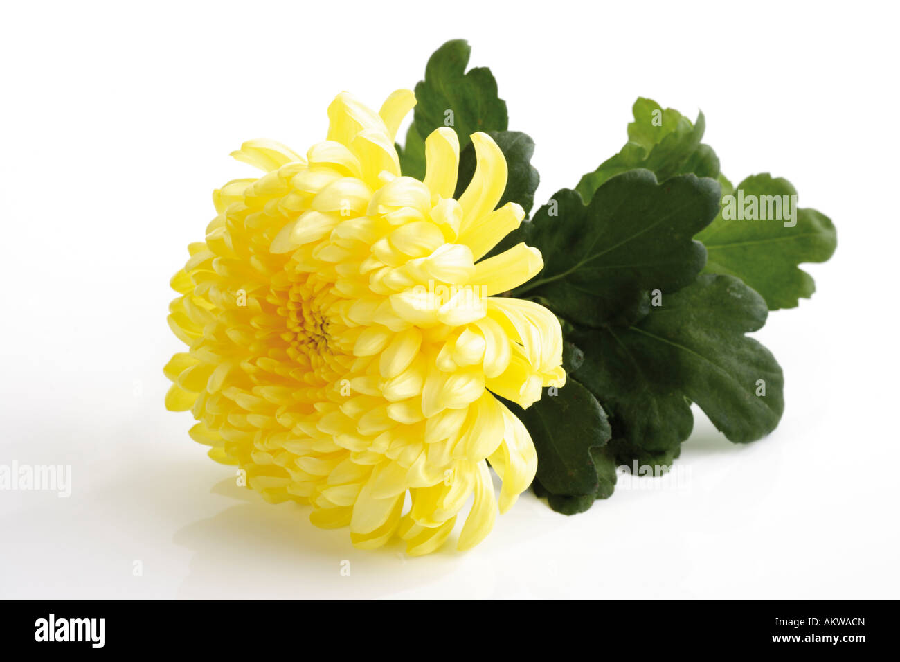 Yellow chrysanthemum (Chrysanthemum indicum), close-up Stock Photo - Alamy