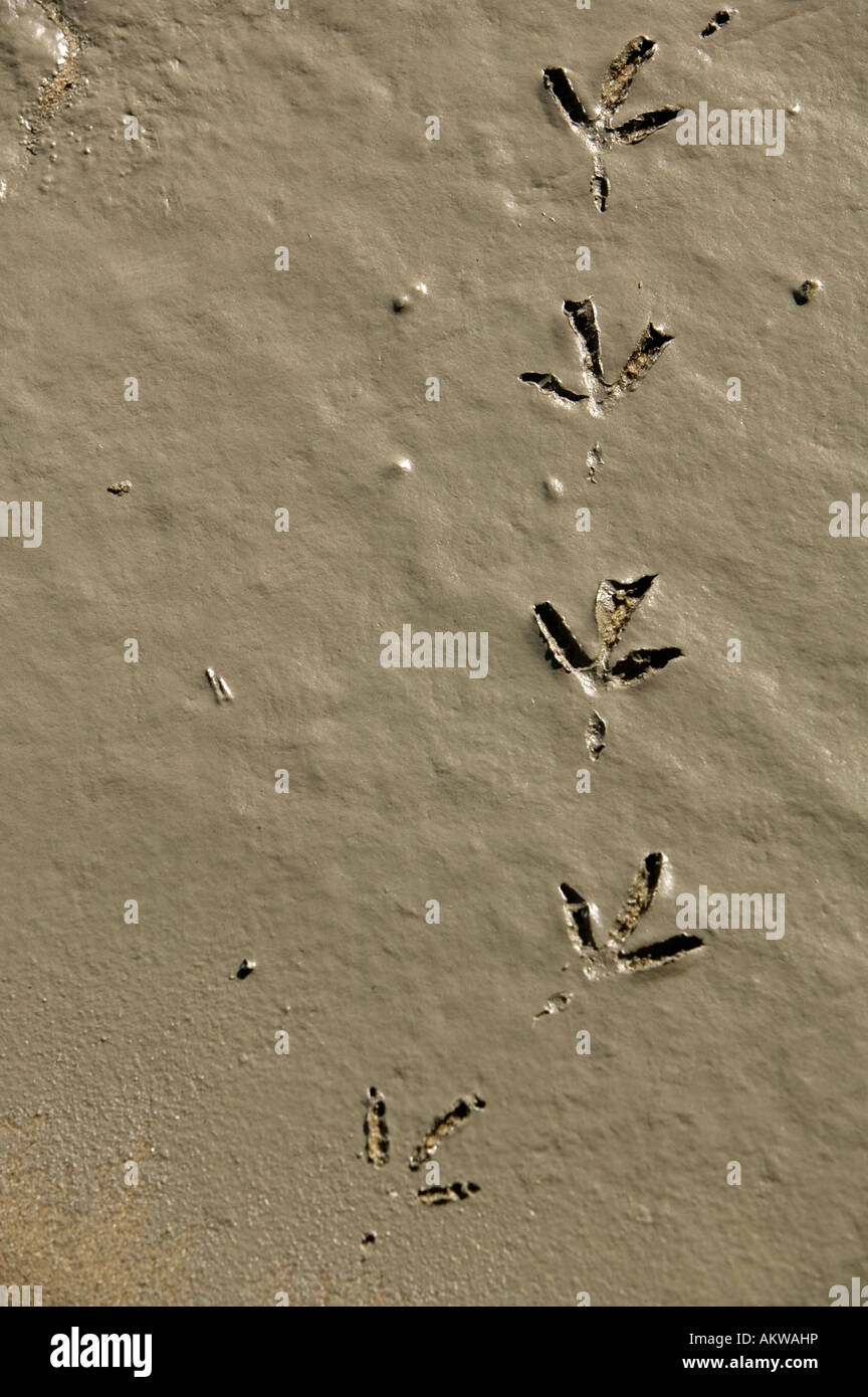 A bird's footprints on wet mud on the banks of the River Thames in ...