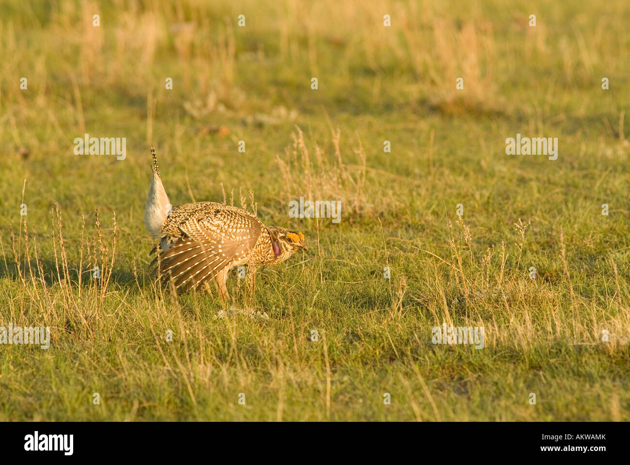 A male sharp tailed grouse dances on a lek north of Mandaree Nort ...