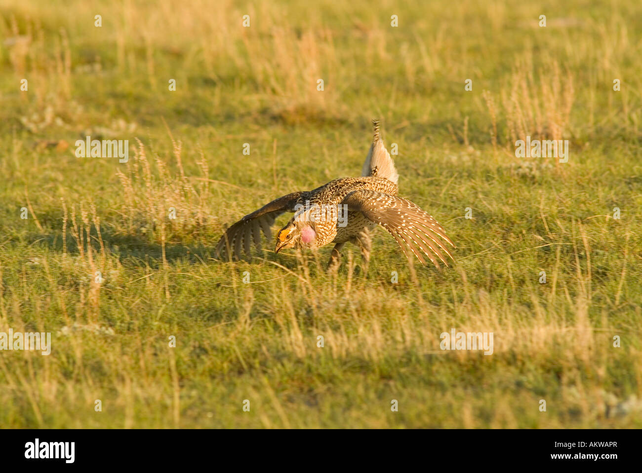 A male sharp tailed grouse dances on a lek north of Mandaree North ...