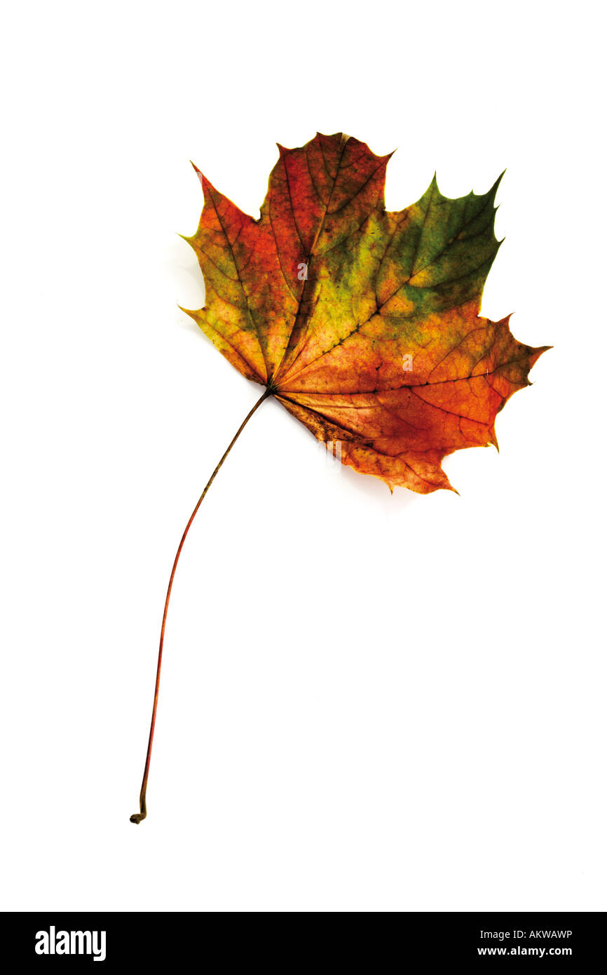 Close up leaf photos hi-res stock photography and images - Alamy