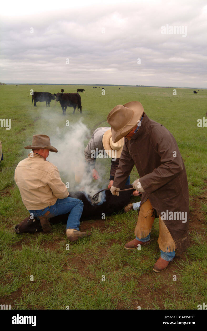 Branding cattle on Logging Camp Ranch North Dakota Stock Photo - Alamy