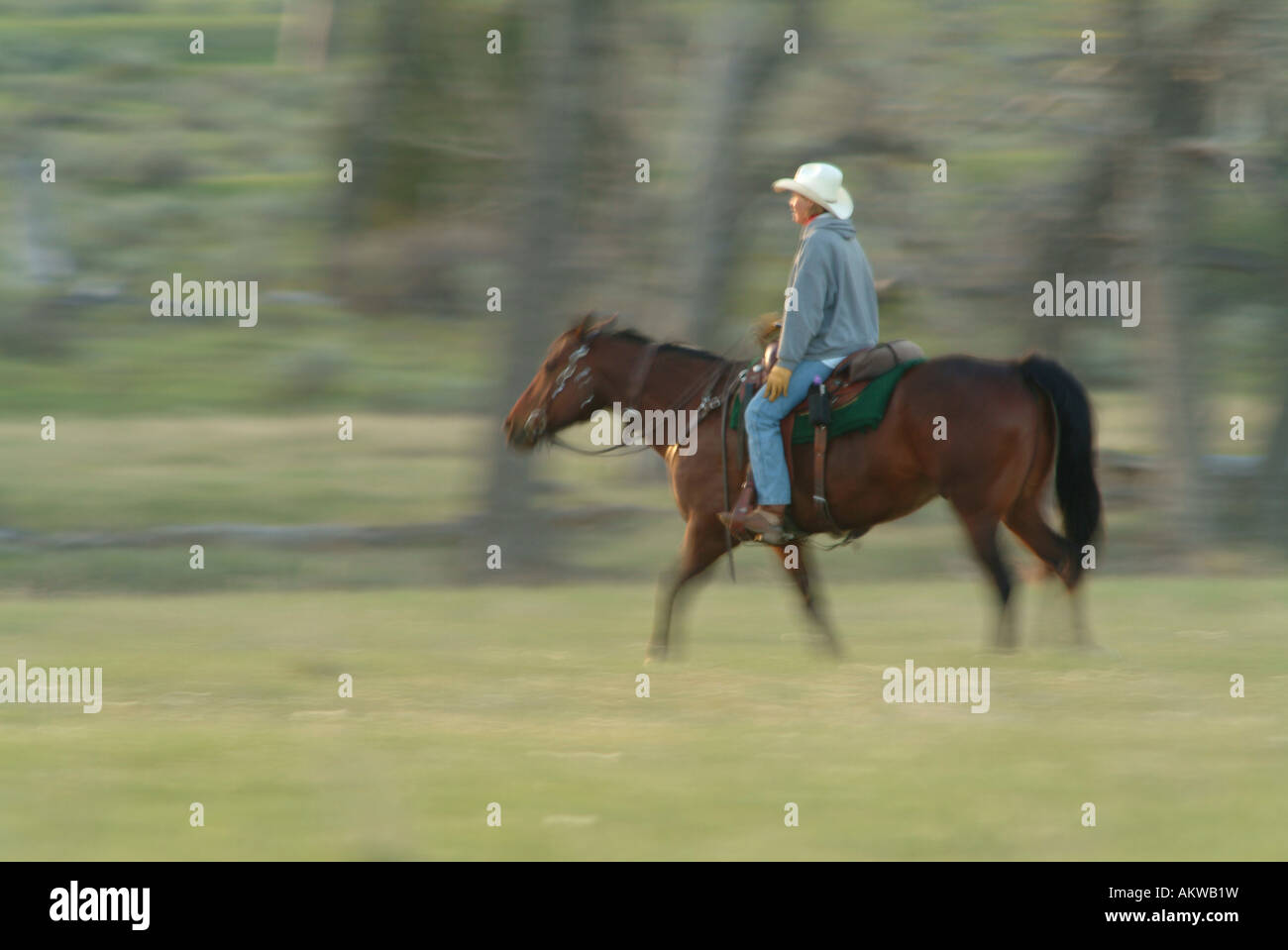 Cowgirl riding on quarter horse hi-res stock photography and images - Alamy
