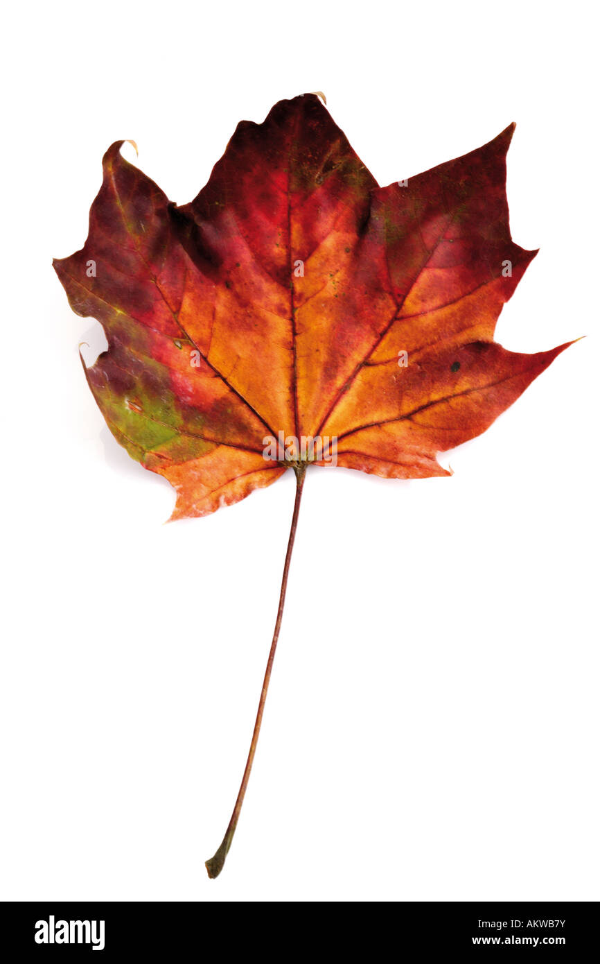 Close up leaf photos hi-res stock photography and images - Alamy
