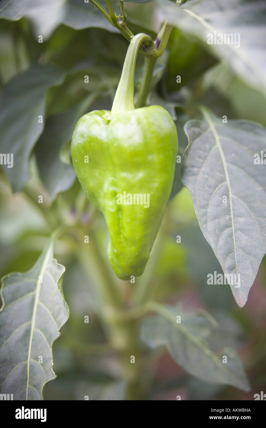 Organic green pepper Stock Photo - Alamy