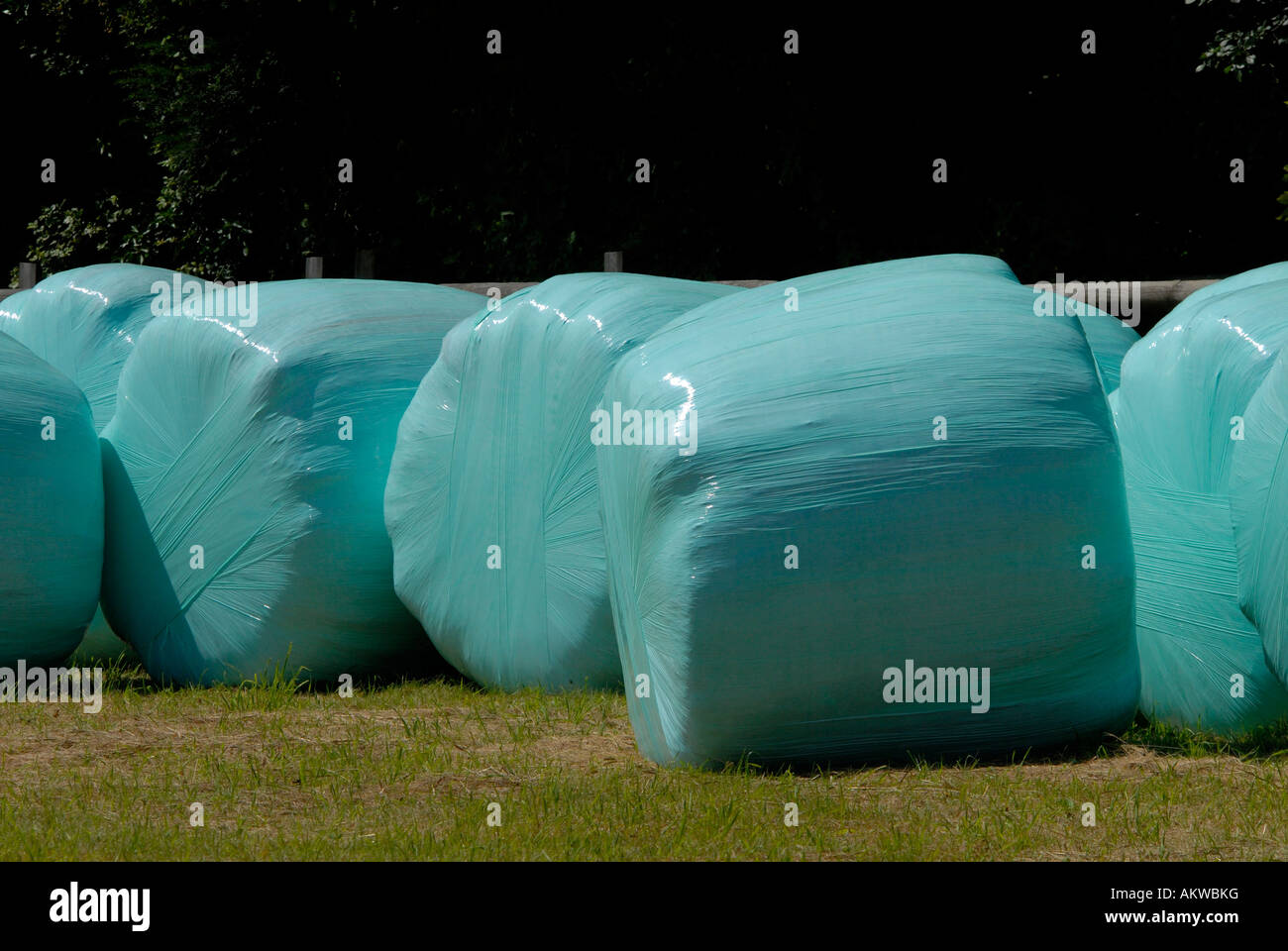 Round cylindrical bales of hay wrapped in polythene plastic Stock Photo ...
