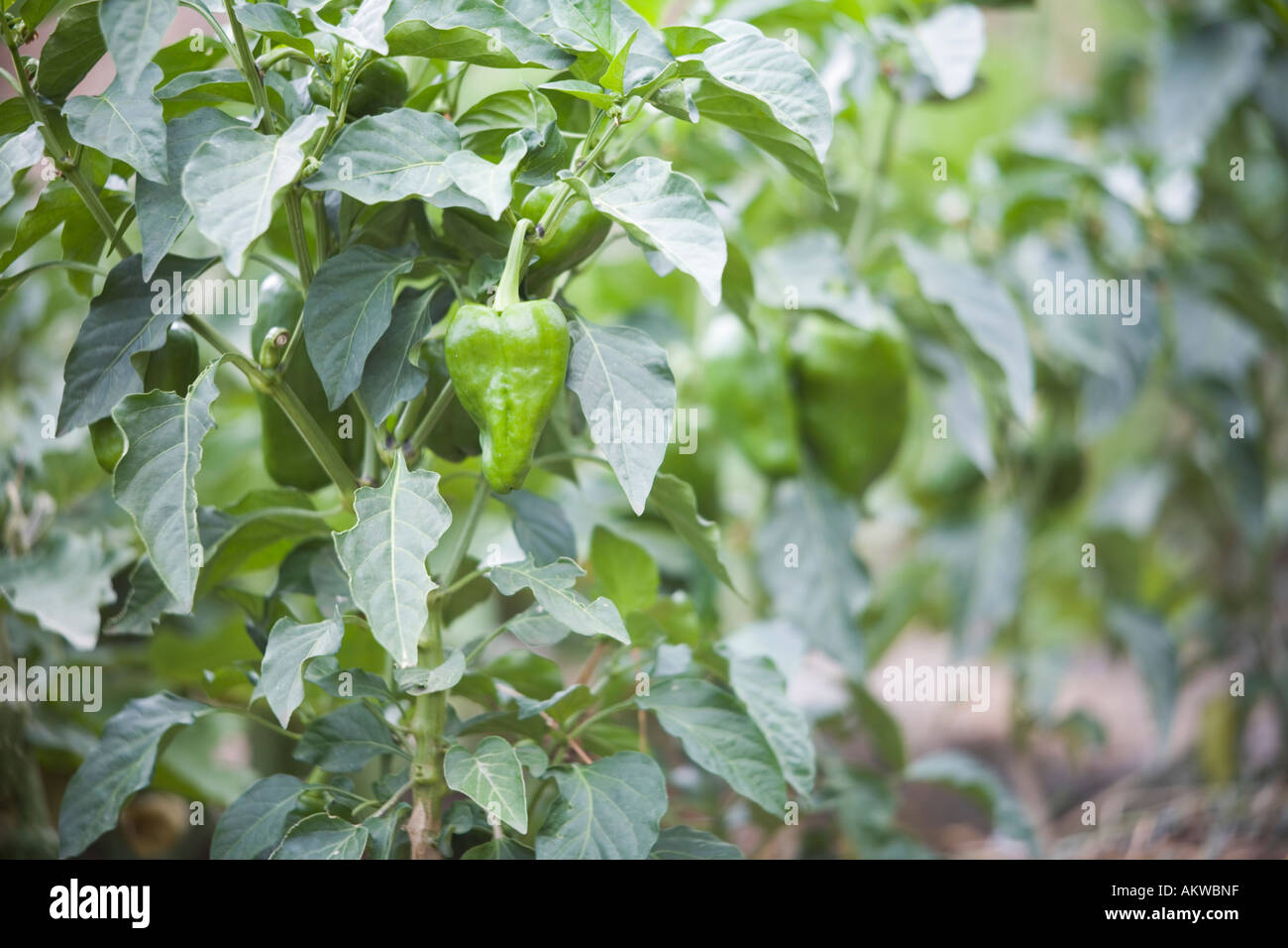 Organic green peppers Stock Photo - Alamy