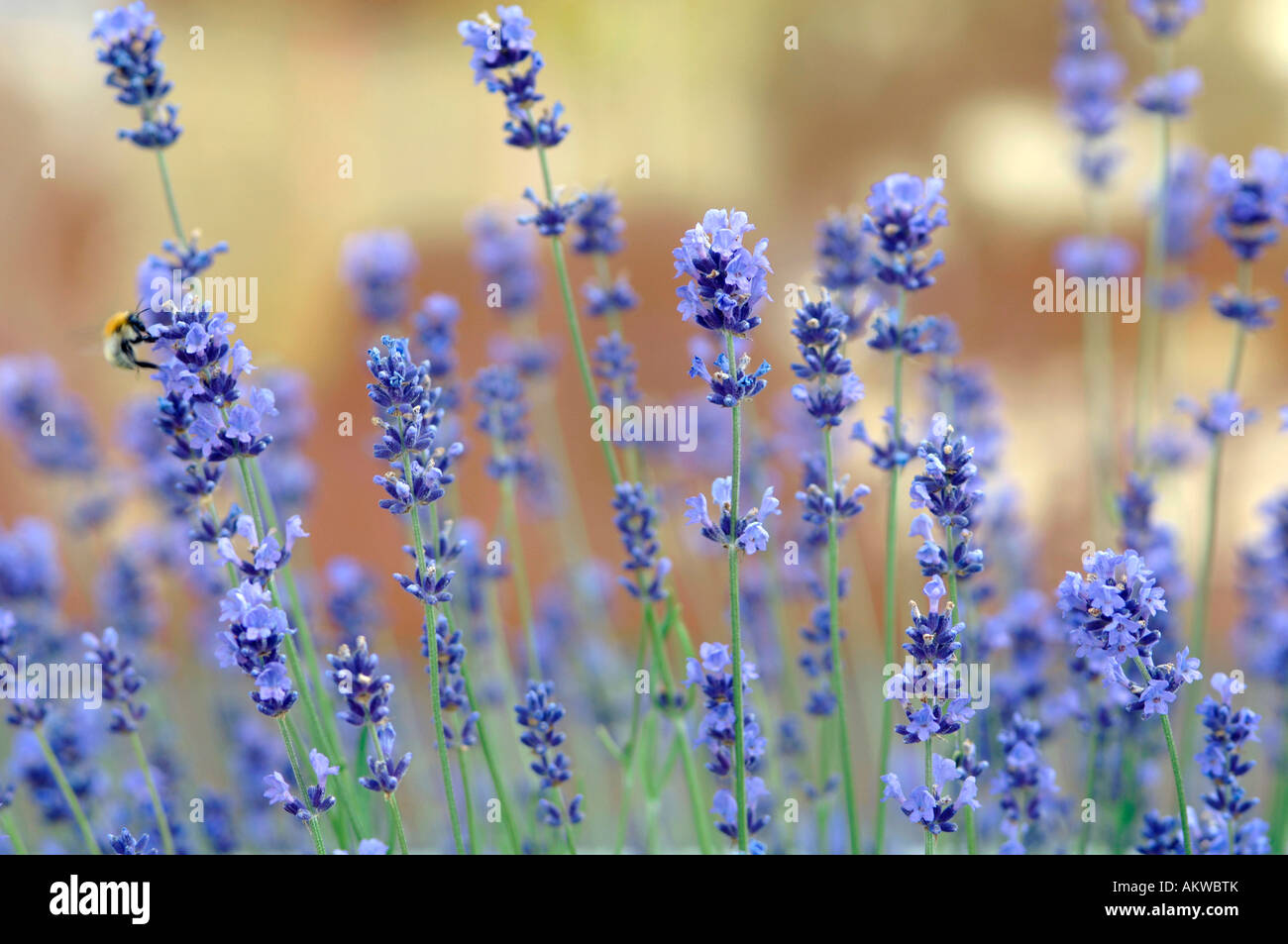 Lavender without flowers hi-res stock photography and images - Alamy