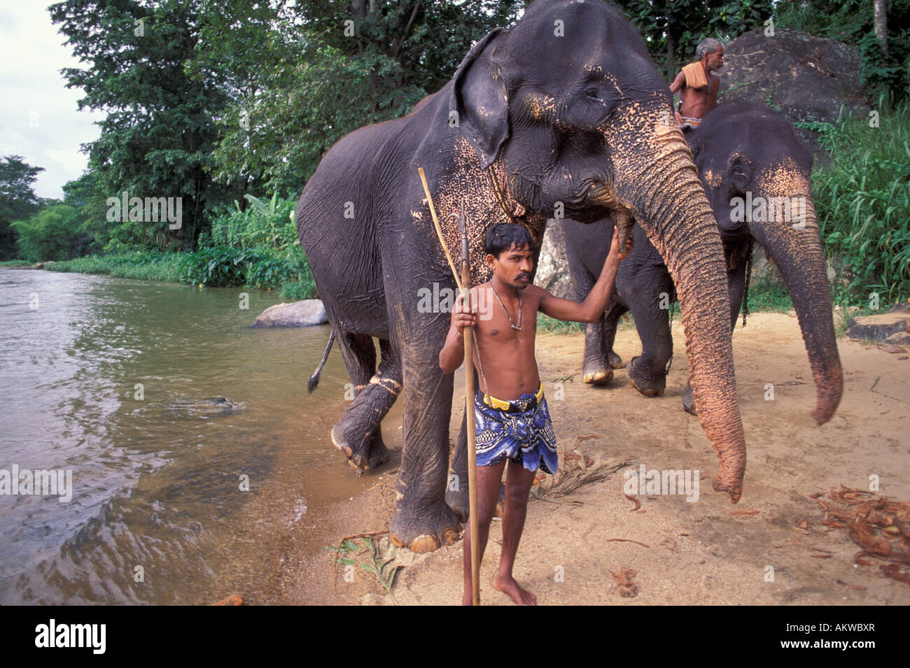 Asia, Sri Lanka, local elephant handler with Asian elephant. (MR Stock ...