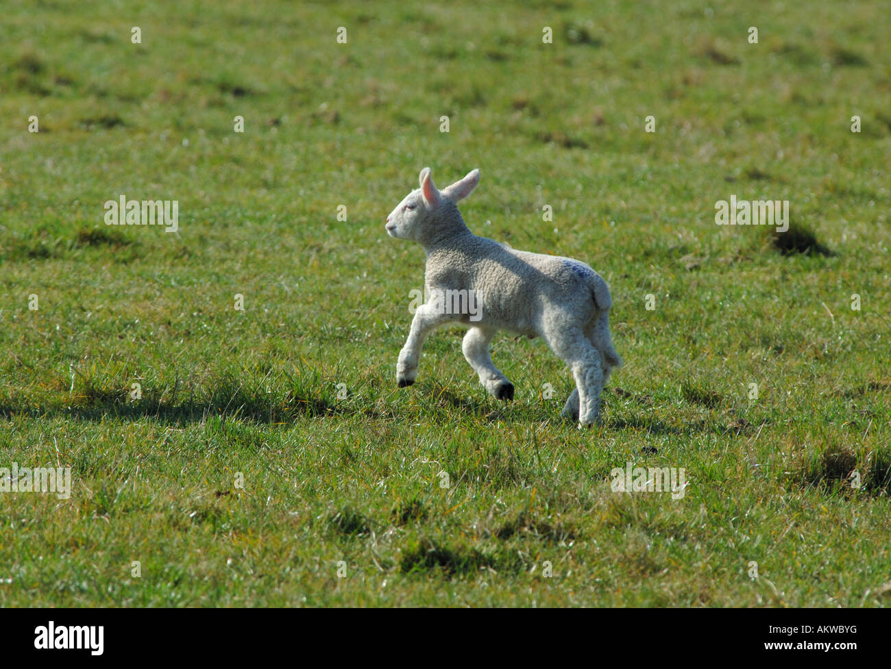 Baby lamb skipping accross the grass in spring Stock Photo - Alamy