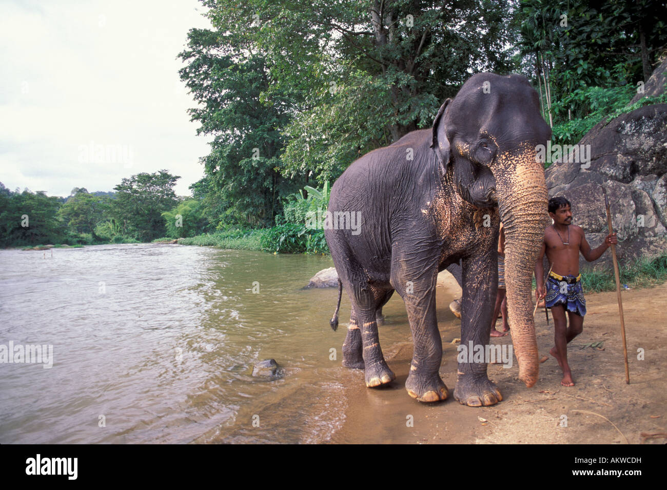 Asia, Sri Lanka, local elephant handler with Asian elephant. (MR Stock ...