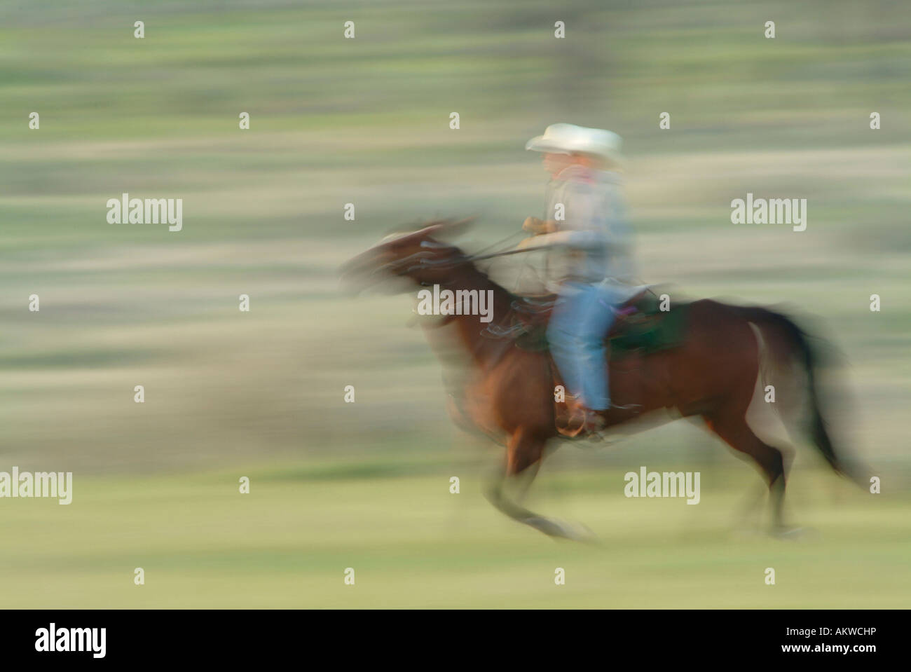Cowboy Riding On Quarter Horse High Resolution Stock Photography and ...